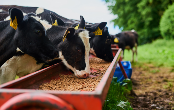 Why Feed Quality Matters For Livestock Success